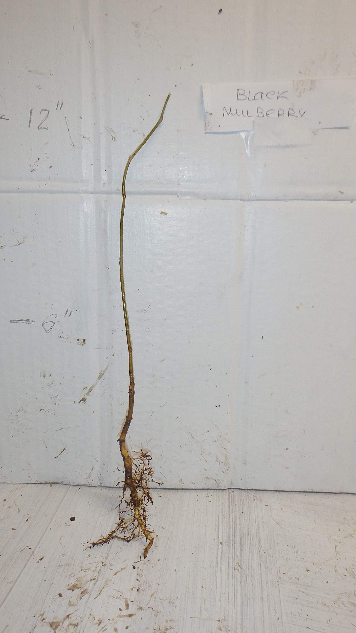 Black Mulberry Tree Roots