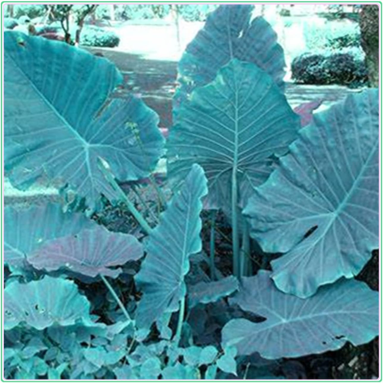 Amazon.com : Lucky Colocasia Taro Elephant Ear Caladium Bulbs Tubers ...