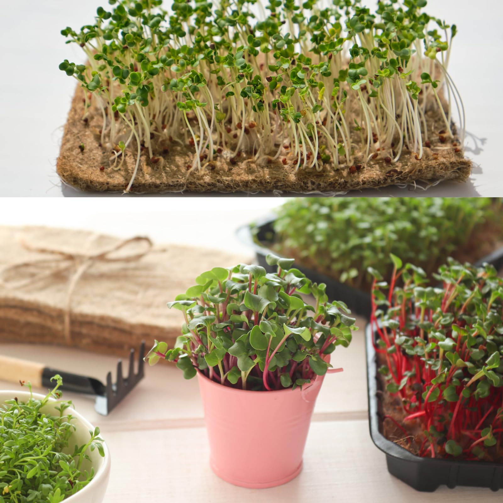 Snapklik.com : 1 Roll Microgreens Growing Mat 10" X 157", Microgreen ...