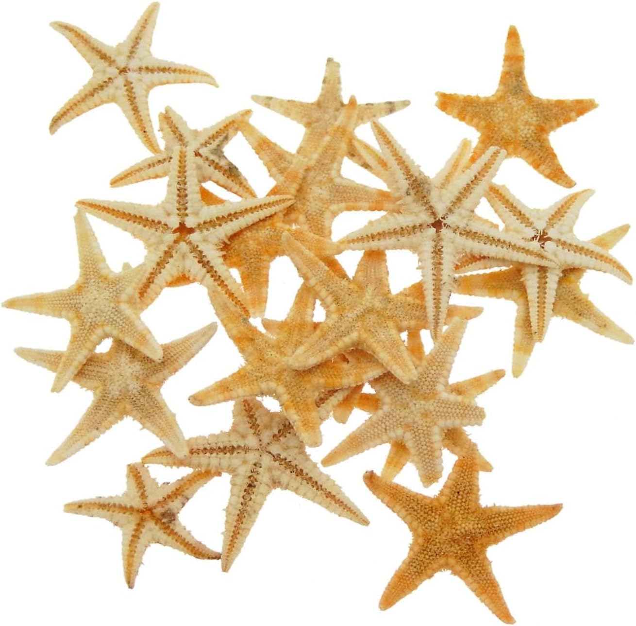 Amazon.com: Julie Wang 110 PCS Natural Starfish Tiny Small Sea Star ...
