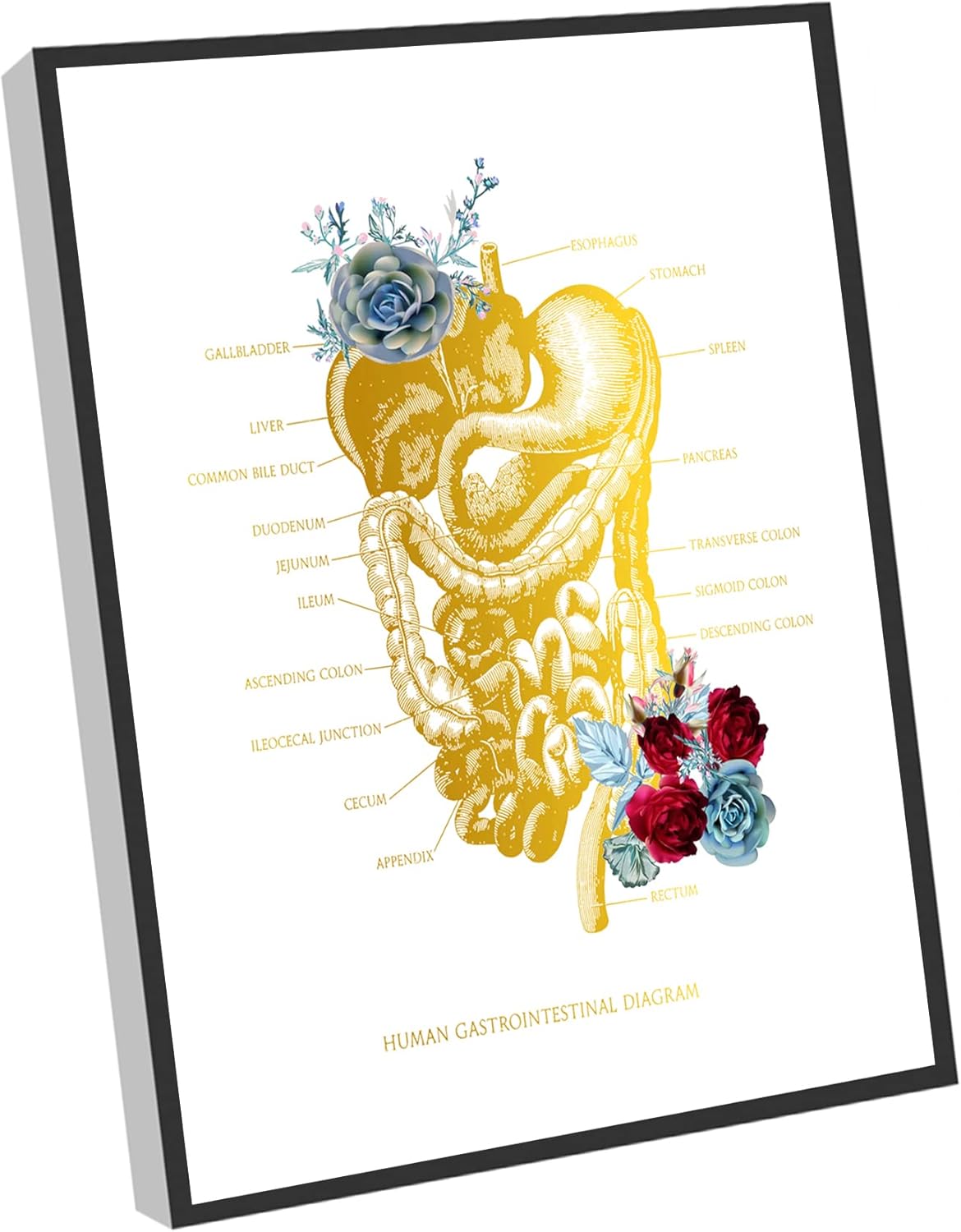 Amazon.com: RCVTVPV Human Gastrointestinal System Wall Art ...