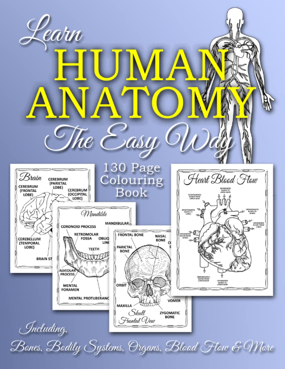 Amazon.com: Learn Human Anatomy The Easy Way. 130 Page Colouring Book ...