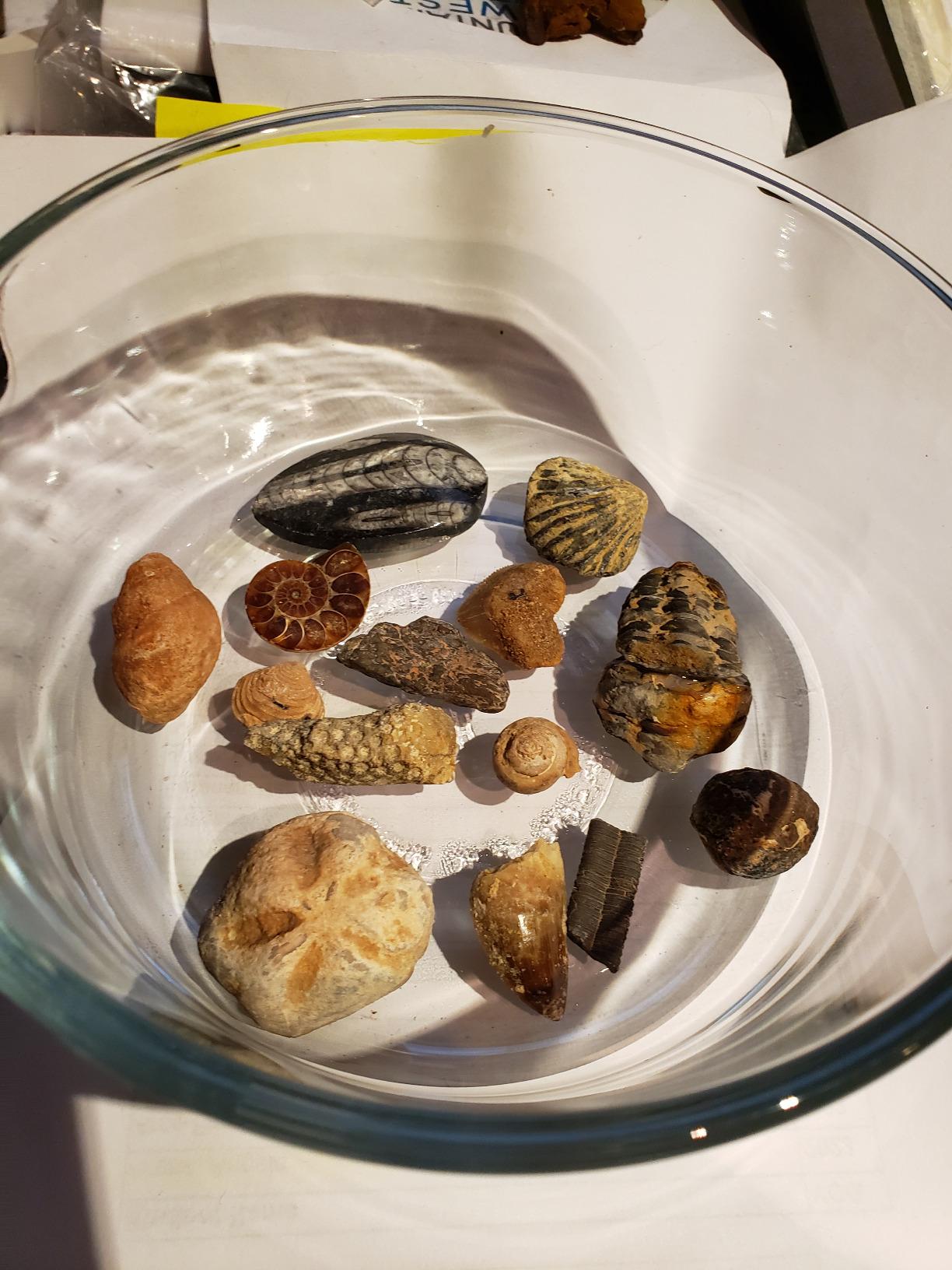 NATIONAL GEOGRAPHIC Mega Fossil Dig Kit - Excavate 15 Genuine ...