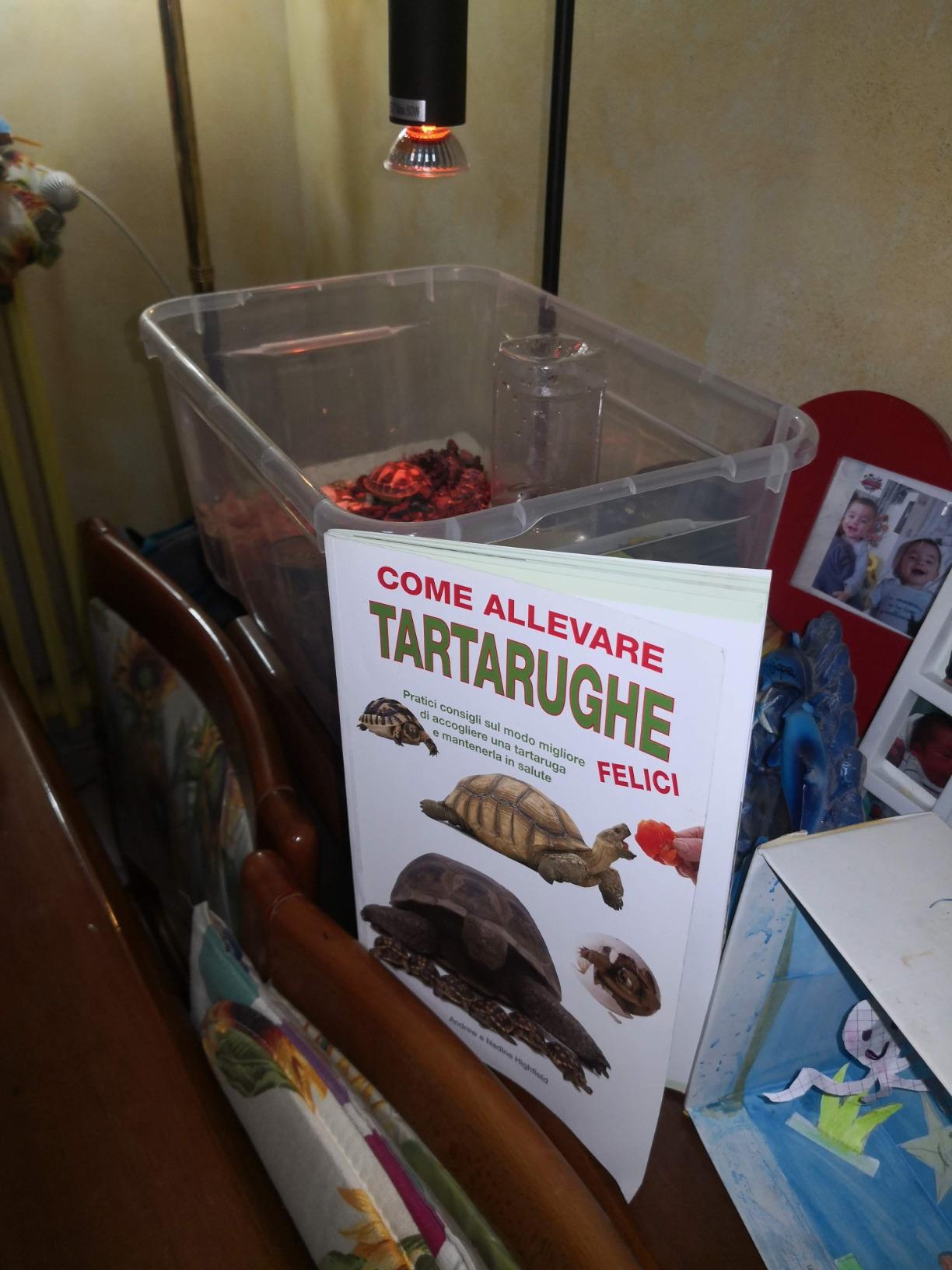 Amazon.it: Come allevare tartarughe felici - Highfield, Andrew ...