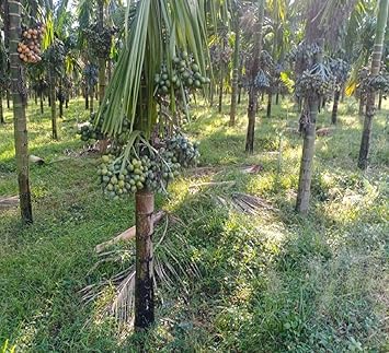 IXORA Arecanut VTLAH -1 Vittal Hybrid-1 Variety Betel Nut Dwarf Live ...