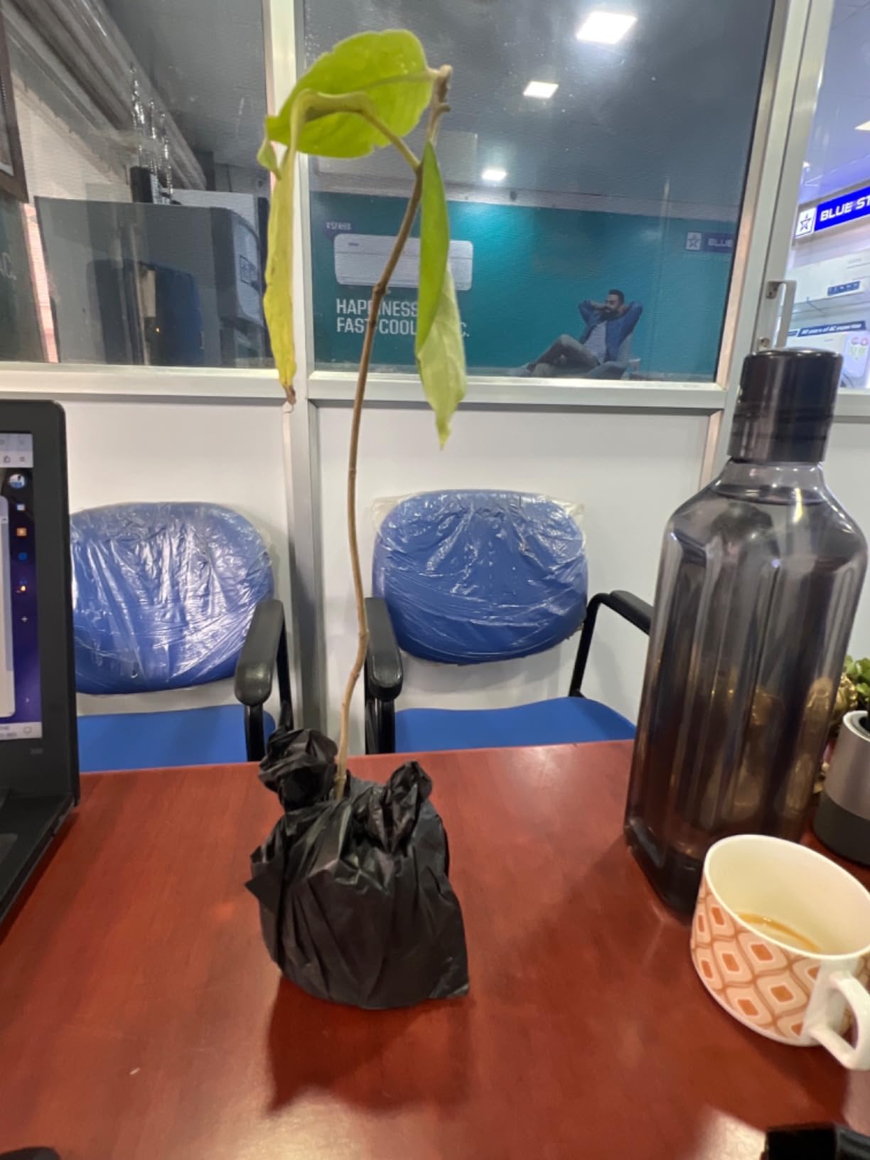 Nandini Garden Red Musanda Dwarf Mussaenda Erythrophylla Ashanti Blood ...