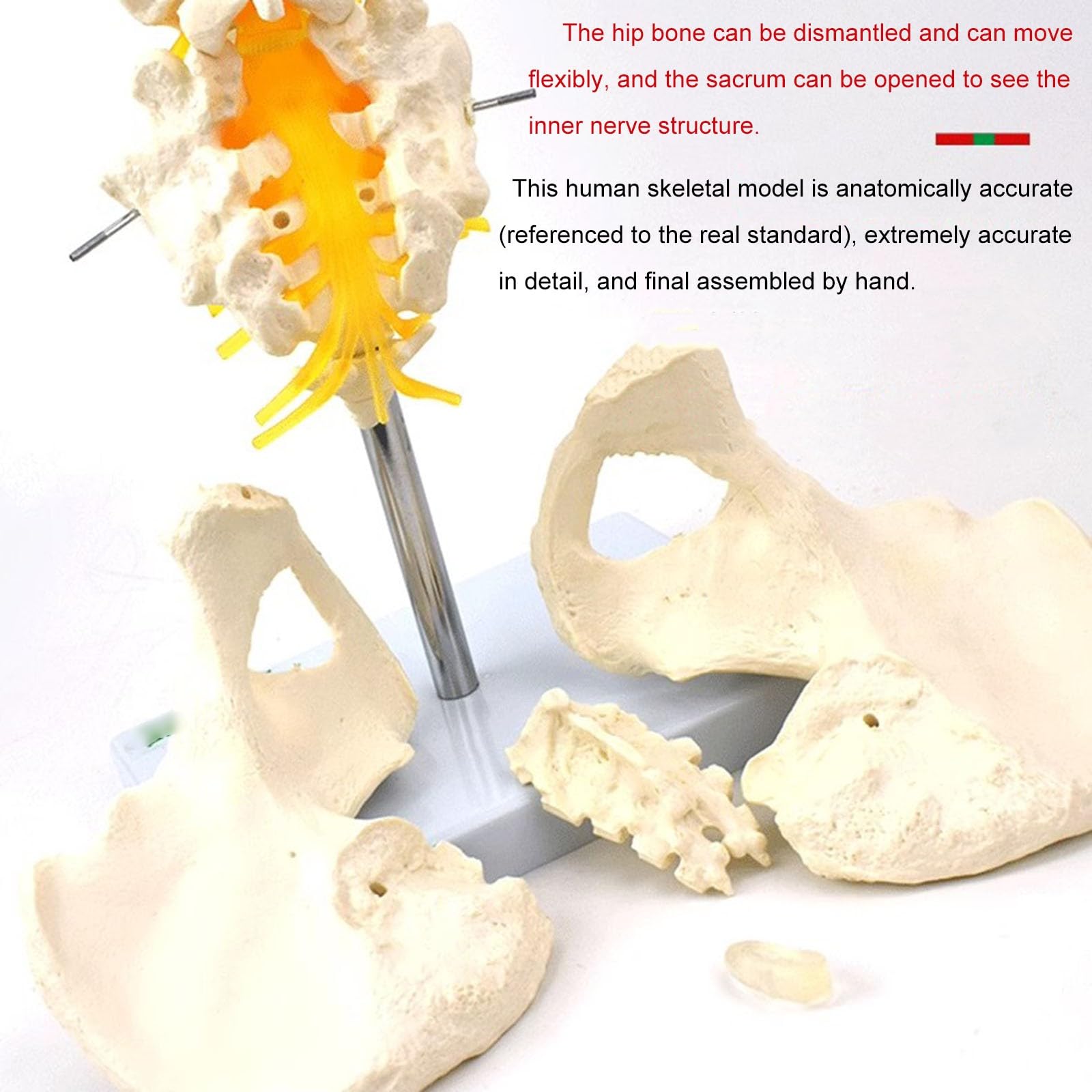 Spinal Nerves Herniated Disc Model Life Size Human Spine Model – 1:1 ...