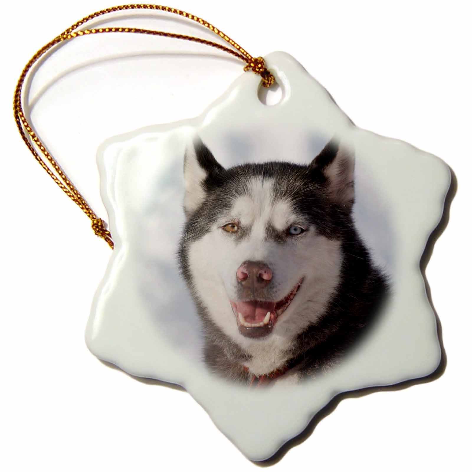 Sled Dogs 3