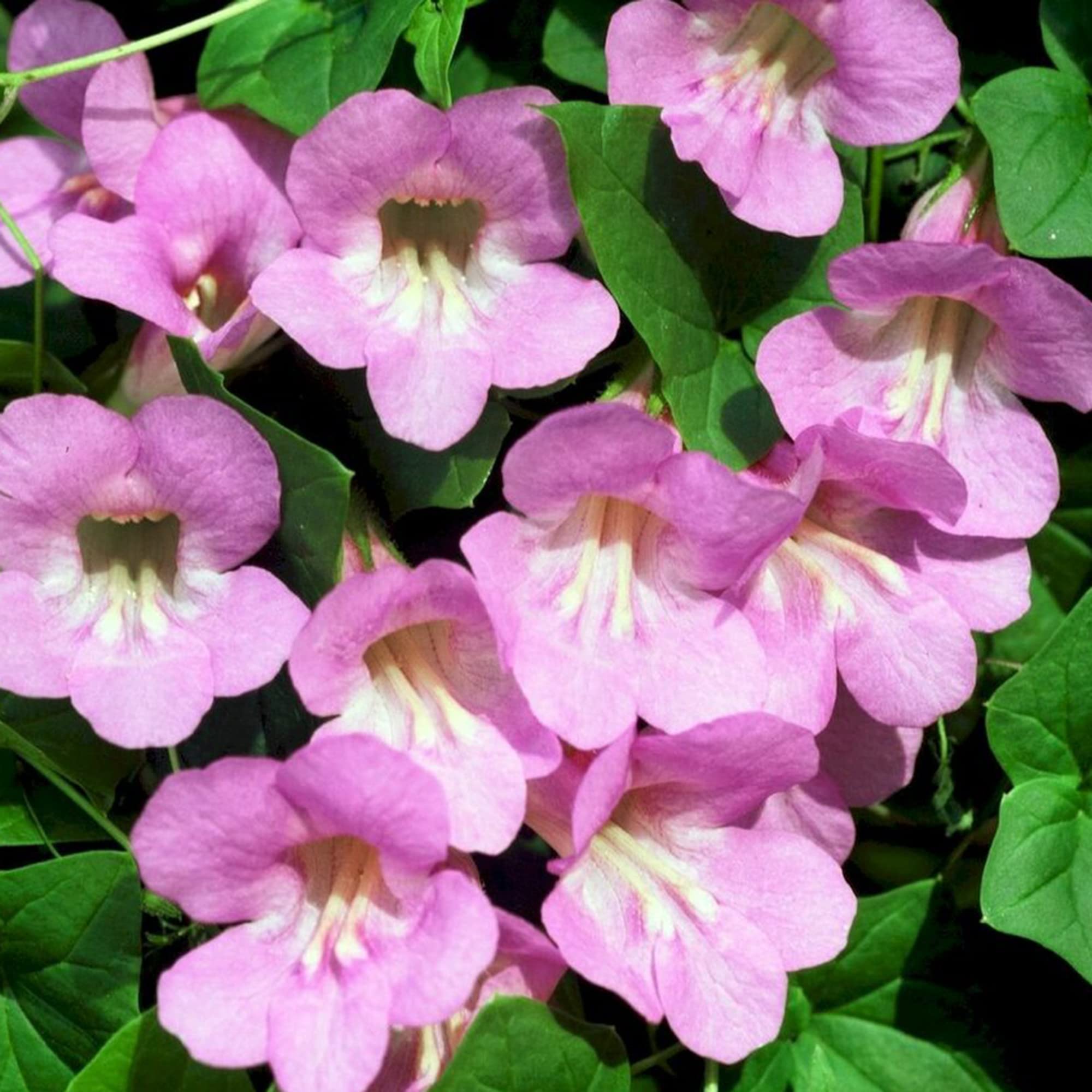 Asarina Seeds Climbing Snapdragons Flowering Vine Seeds Climbing