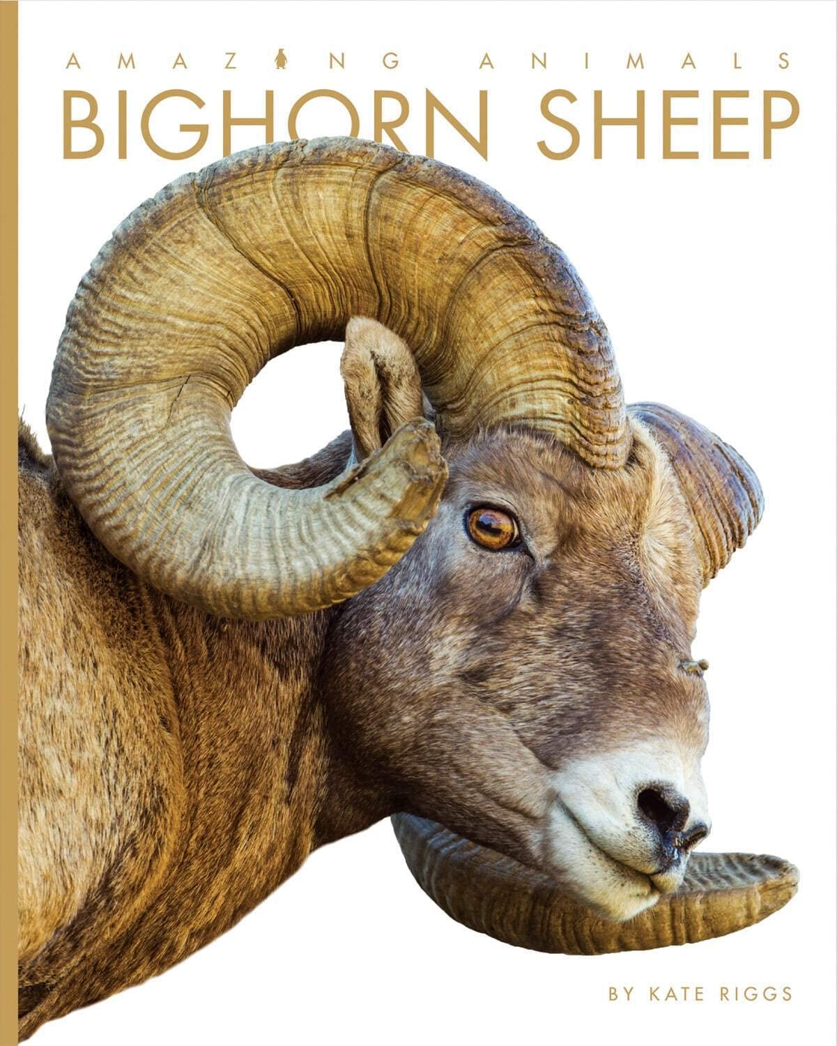 Amazing Animals: Bighorn Sheep: Riggs, Kate: 9781628323597: Amazon.com: Books