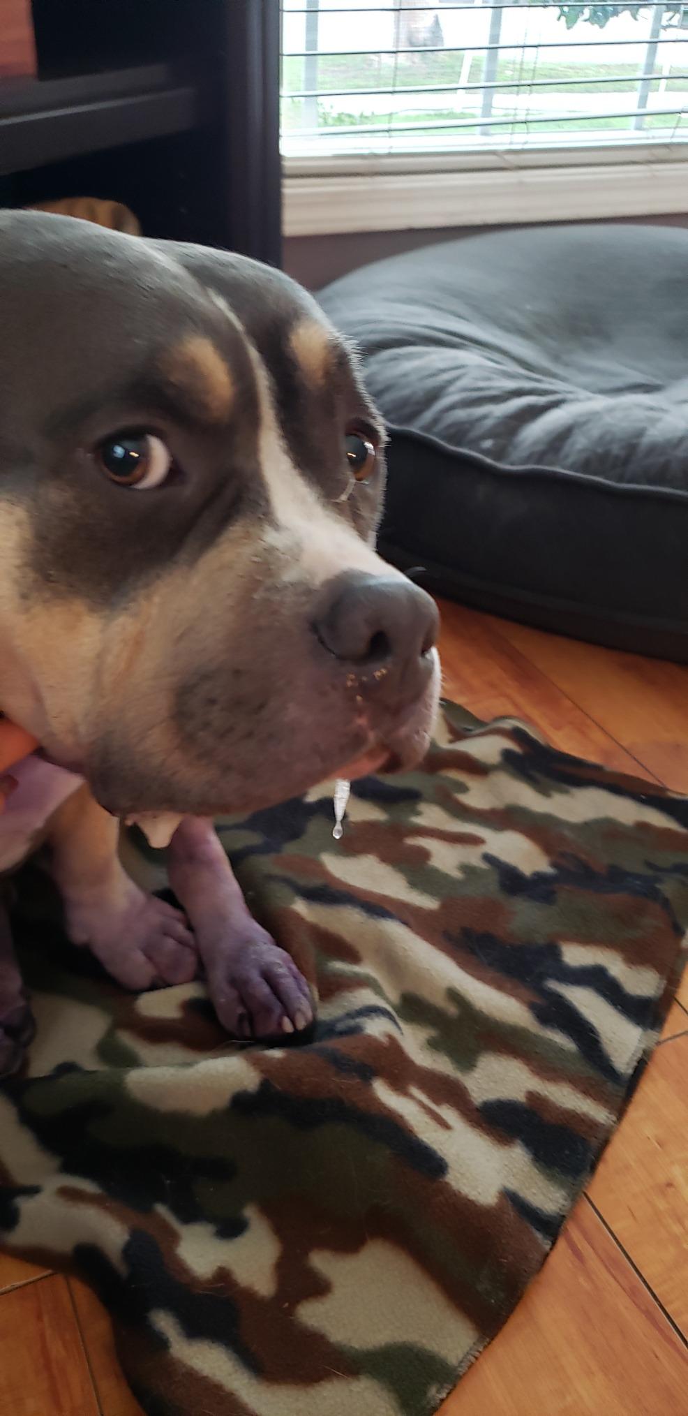 Amazon.com: Dr. Naylor Blu-Kote Aerosol (128 Gram) - Fast Drying ...