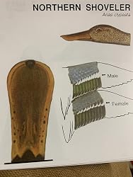Waterfowl Identification: The LeMaster Method: Richard LeMaster ...