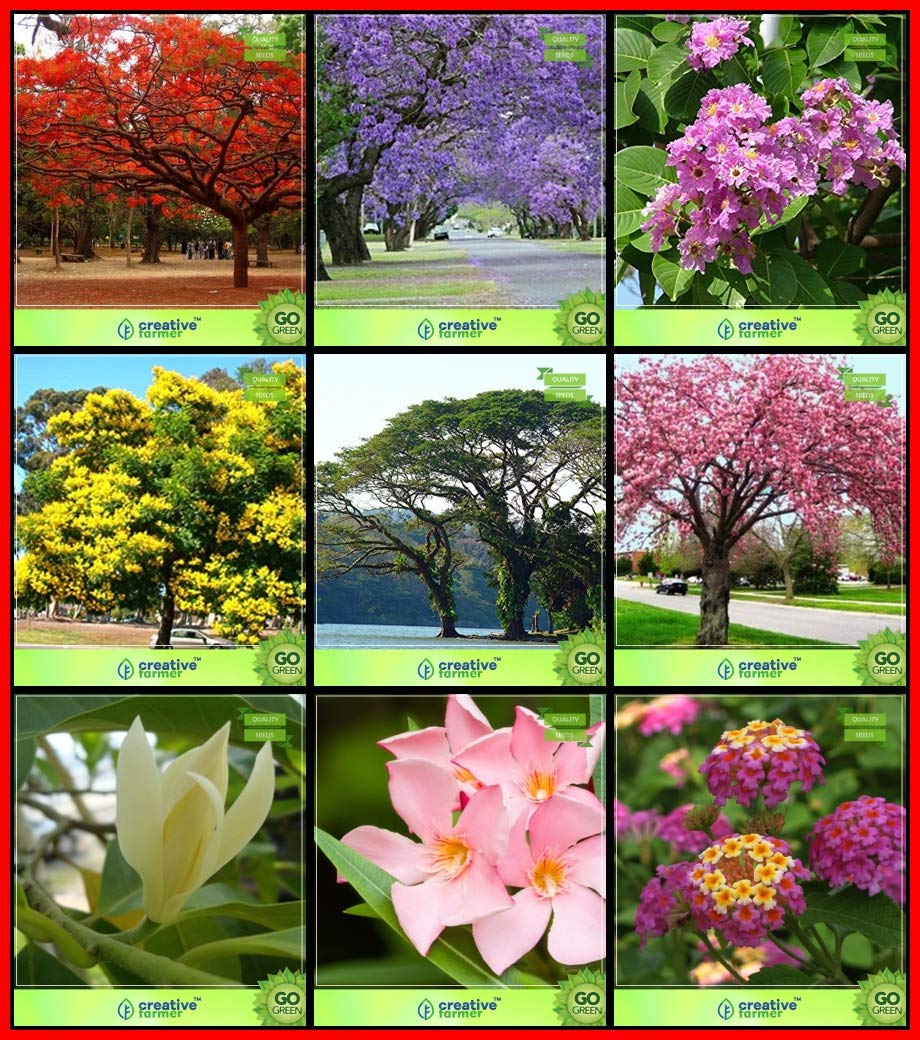 Buy Creative Farmer Best Combo Combo Tree : Blue Jacaranda, Delonix ...