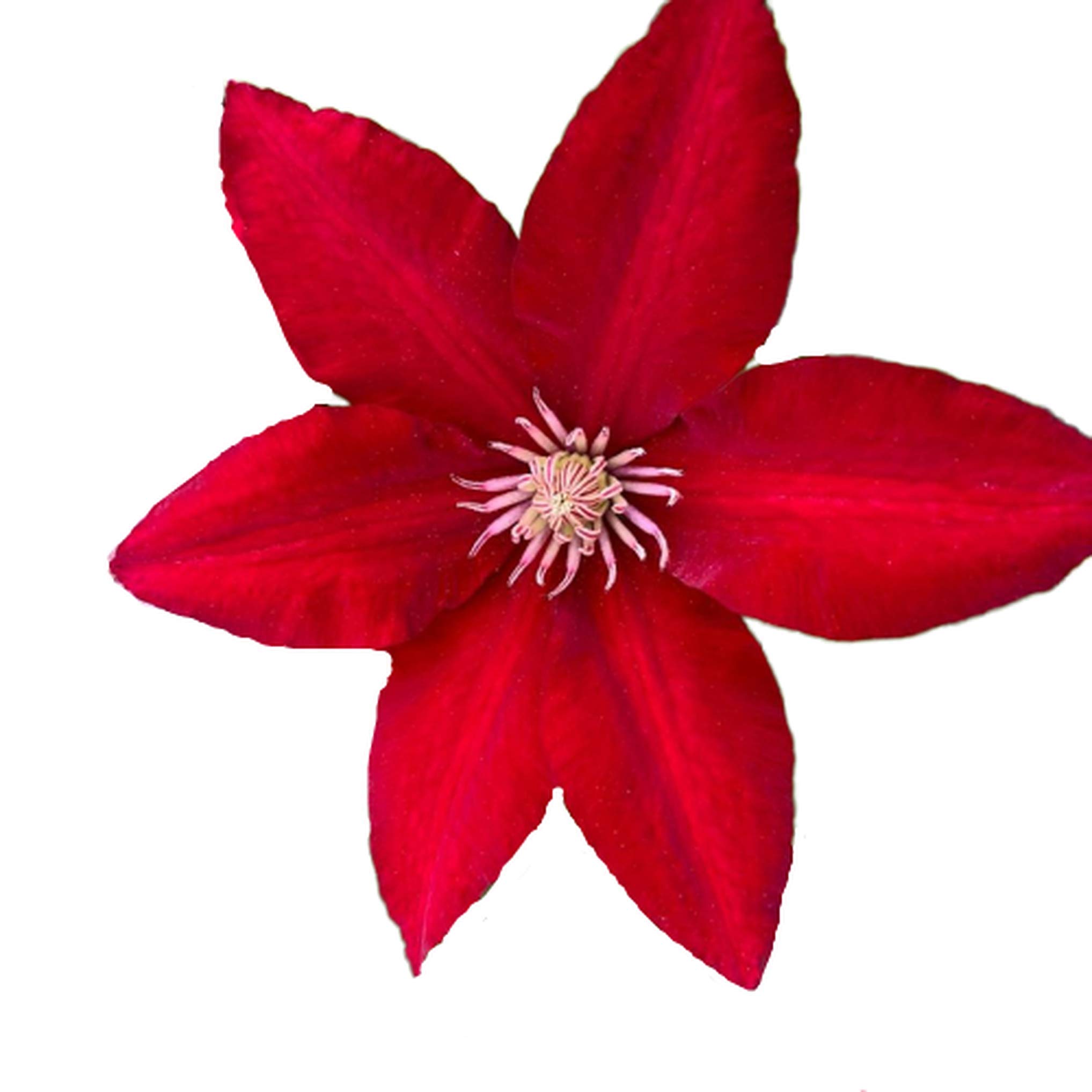 Amazon.com : Bright Red Clematis 25 Seeds - Hanging Plant Flower Garden ...