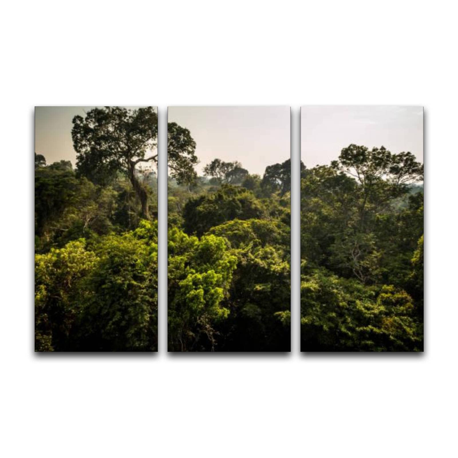 Amazon Rainforest Canopy