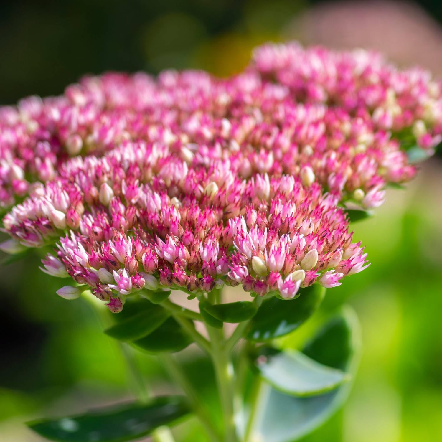 Amazon.com : 3 pack of 1000 Seeds Autumn Joy Sedum Seeds Stonecrop ...
