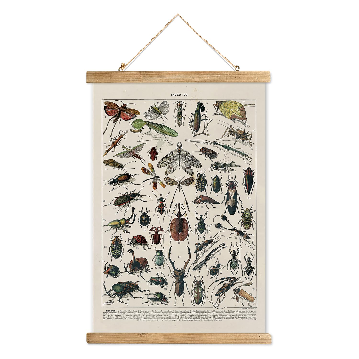 Amazon.com: XIAOAIKA Vintage Entomology Poster - Illustrated Insect ...