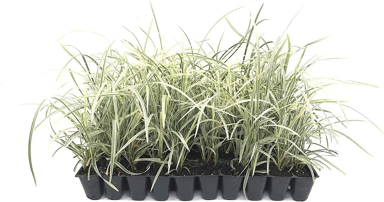 Amazon.com : Aztec Grass - 30 Live Plants - Variegated Liriope ...