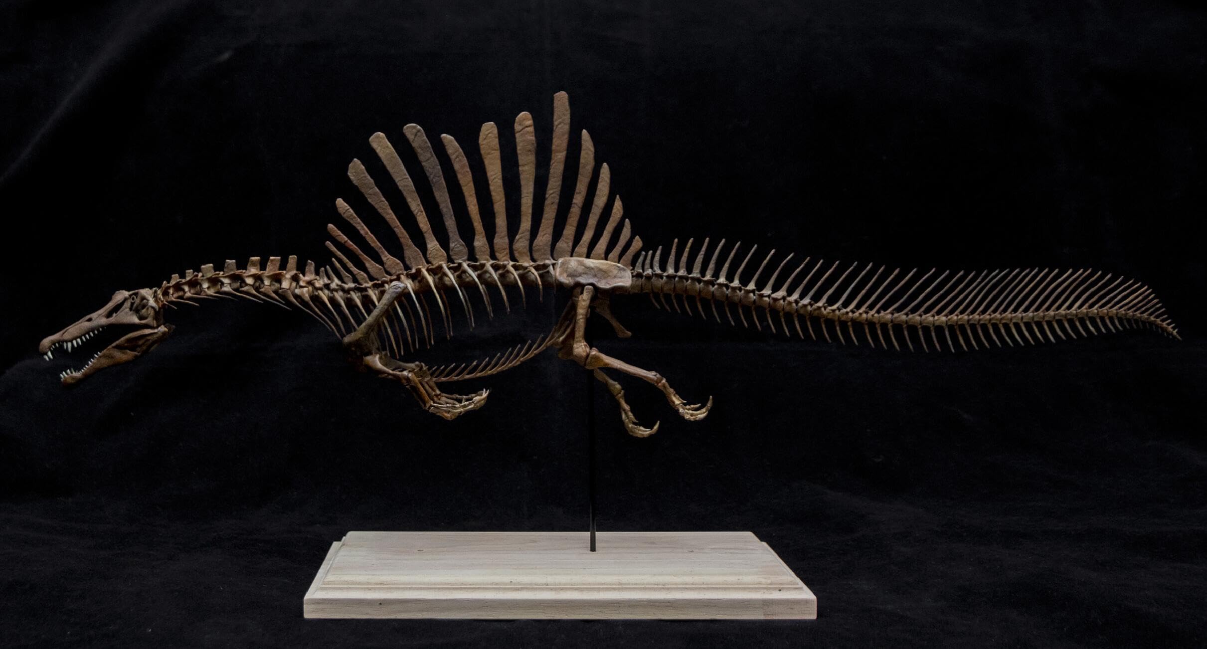 Spinosaurus Skeleton Museum 43 Spinosaurus Skeleton Stock Photos,