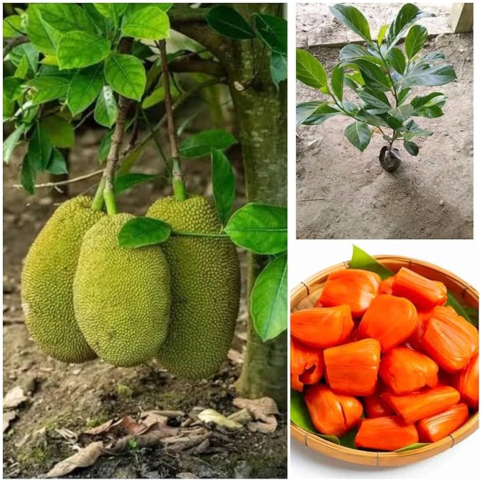AR PLANT Red Jackfruit Plant - Vietnam All Season Grafted Daeng Surya ...