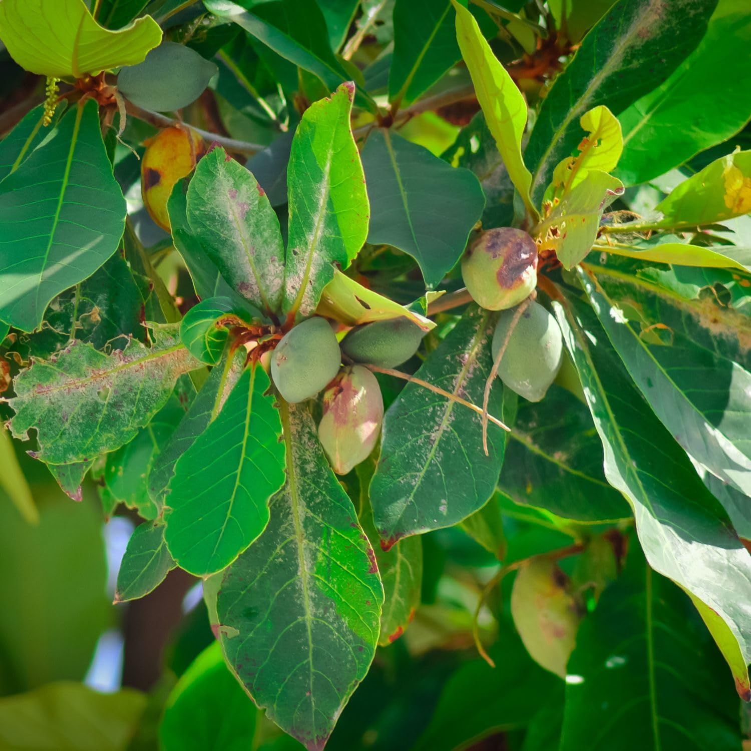 3 Pack Of 10 Seeds Raw Almond Tree Seeds Edible | Desertcart Morocco