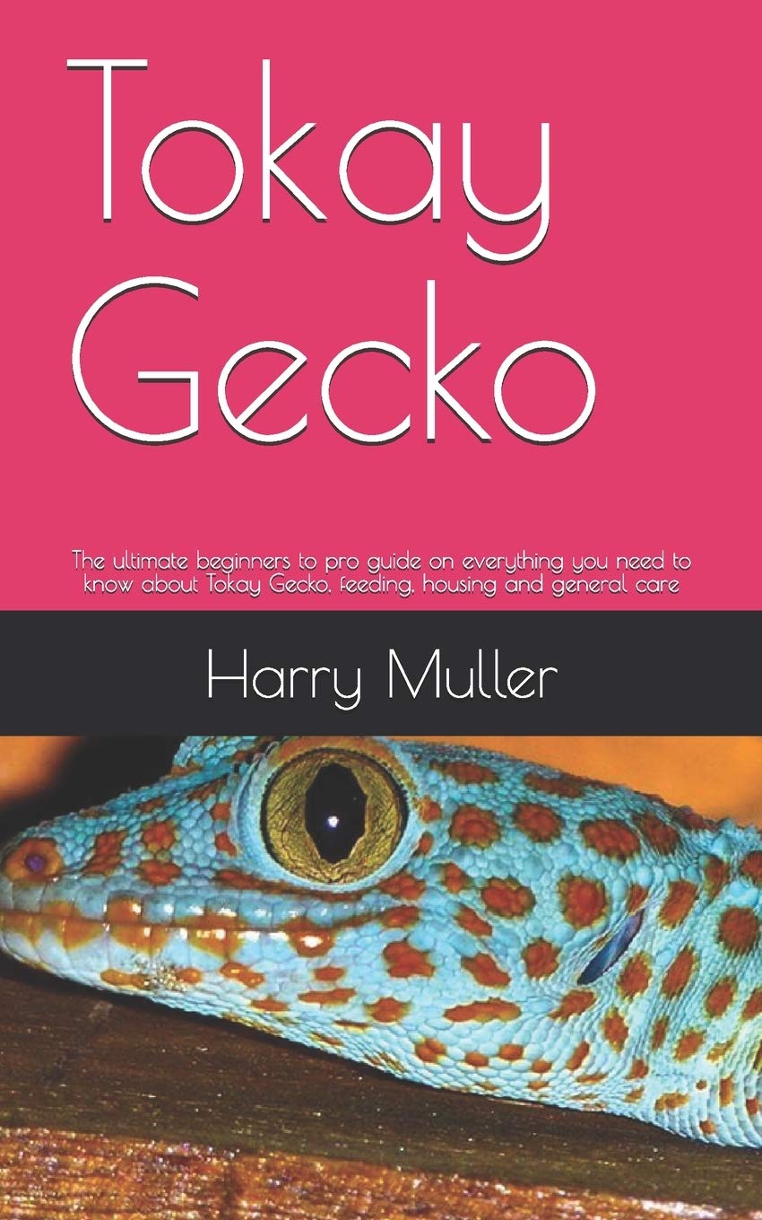 Tokay Gecko The Ultimate Beginners To Pro Guide On Everything ...