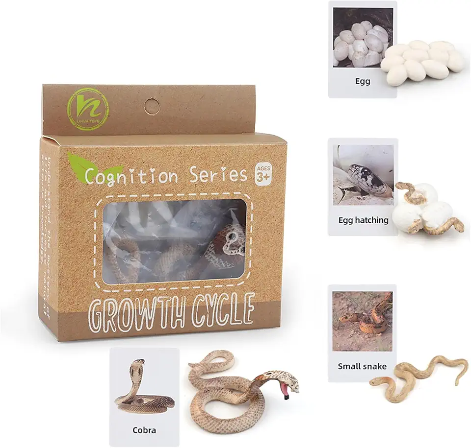 Understanding The Life Cycle Of Macaws | PetShun