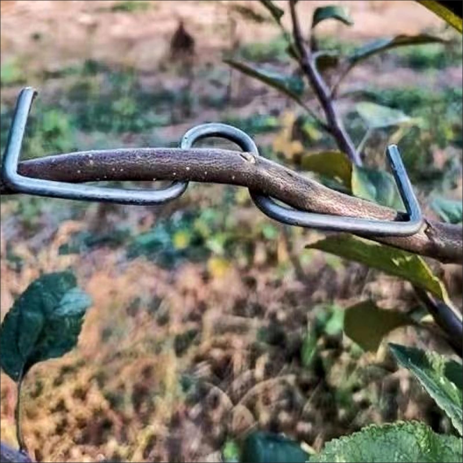 Snapklik.com : Algasan Fruit Tree Branches Pulling Machine Strapping ...