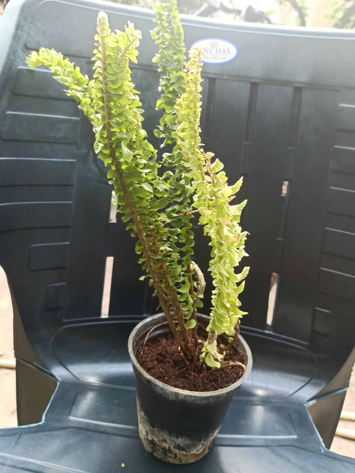 The Four Seasons Fern Nephrolepis Species | Rare Natural Live Plant in ...