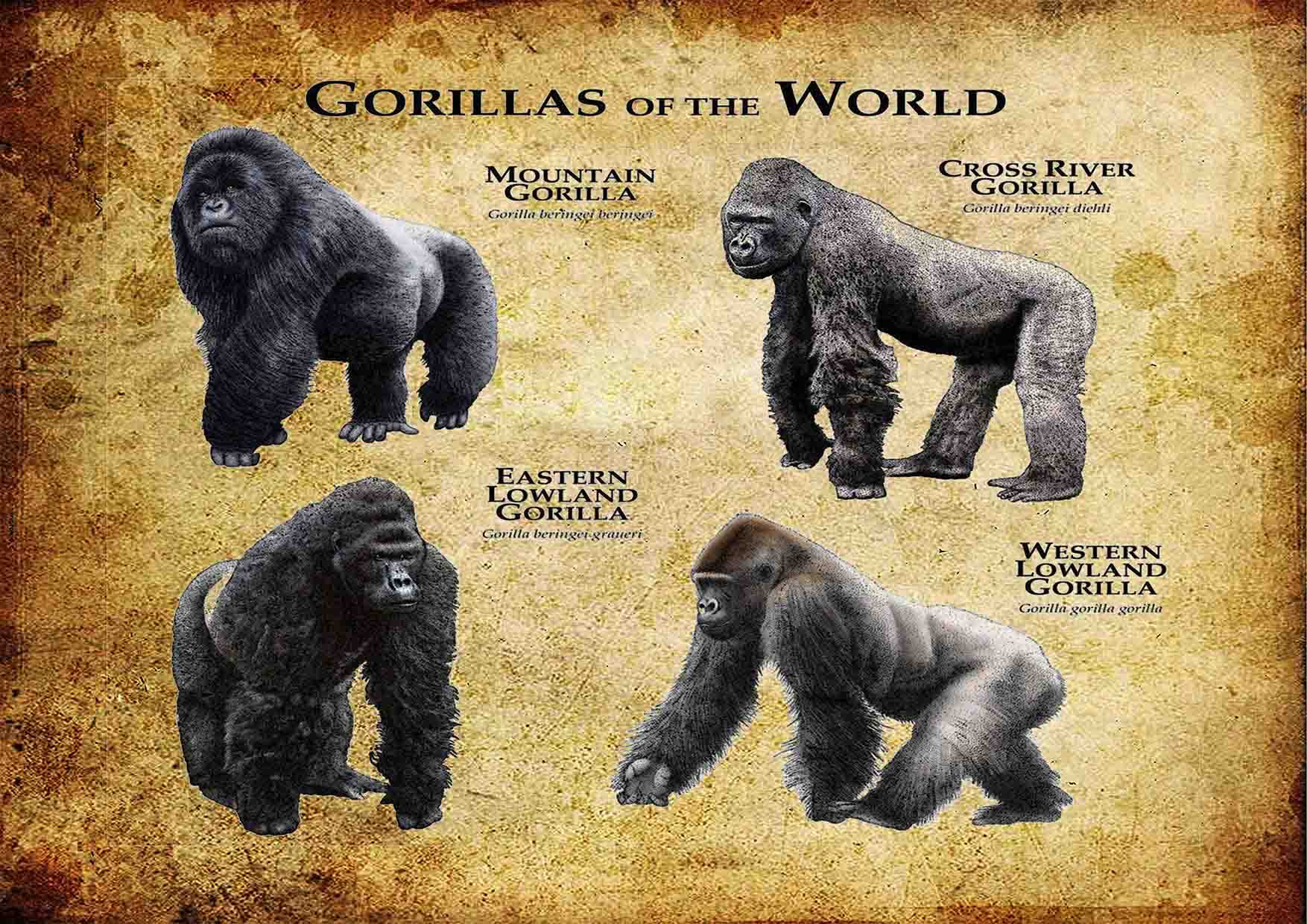 Great Apes Chart