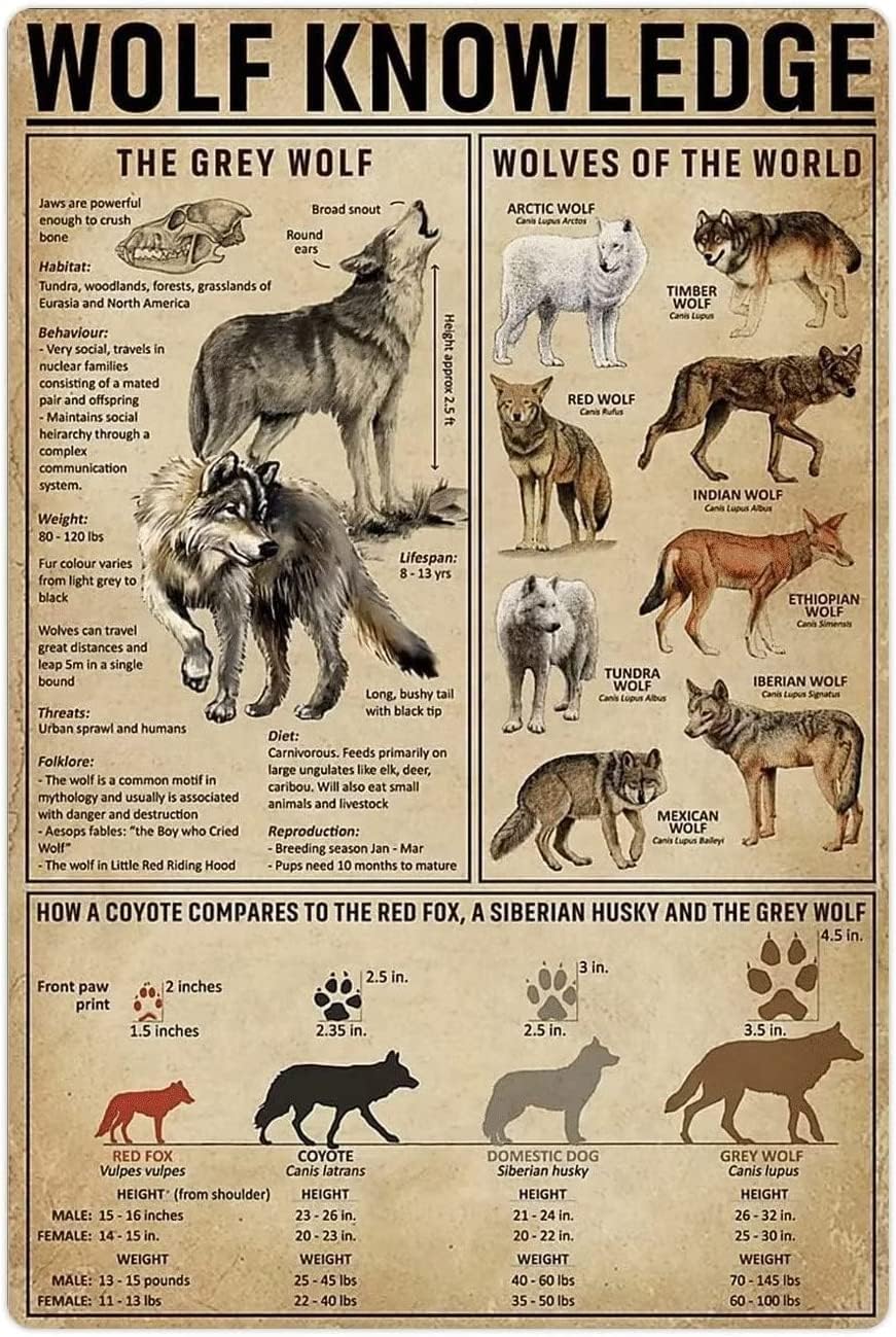 Amazon.com: Wolf Knowledge Metal Tin Signs Retro Wolf Infographic ...