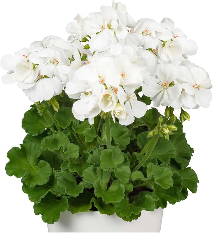 Upright Geranium White Ice- 6 Starter Plants-Geraniums .Fantastic for ...