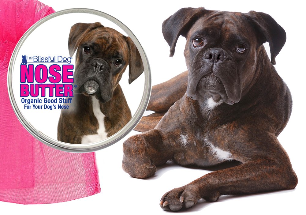 Do Boxers Have Dry Noses