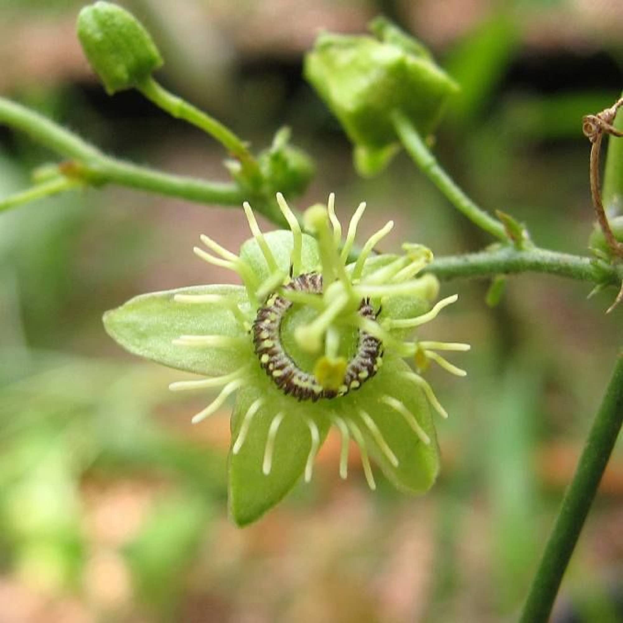 Amazon.com : CHUXAY GARDEN Passiflora Suberosa Seed 10 Seeds Rare Color ...