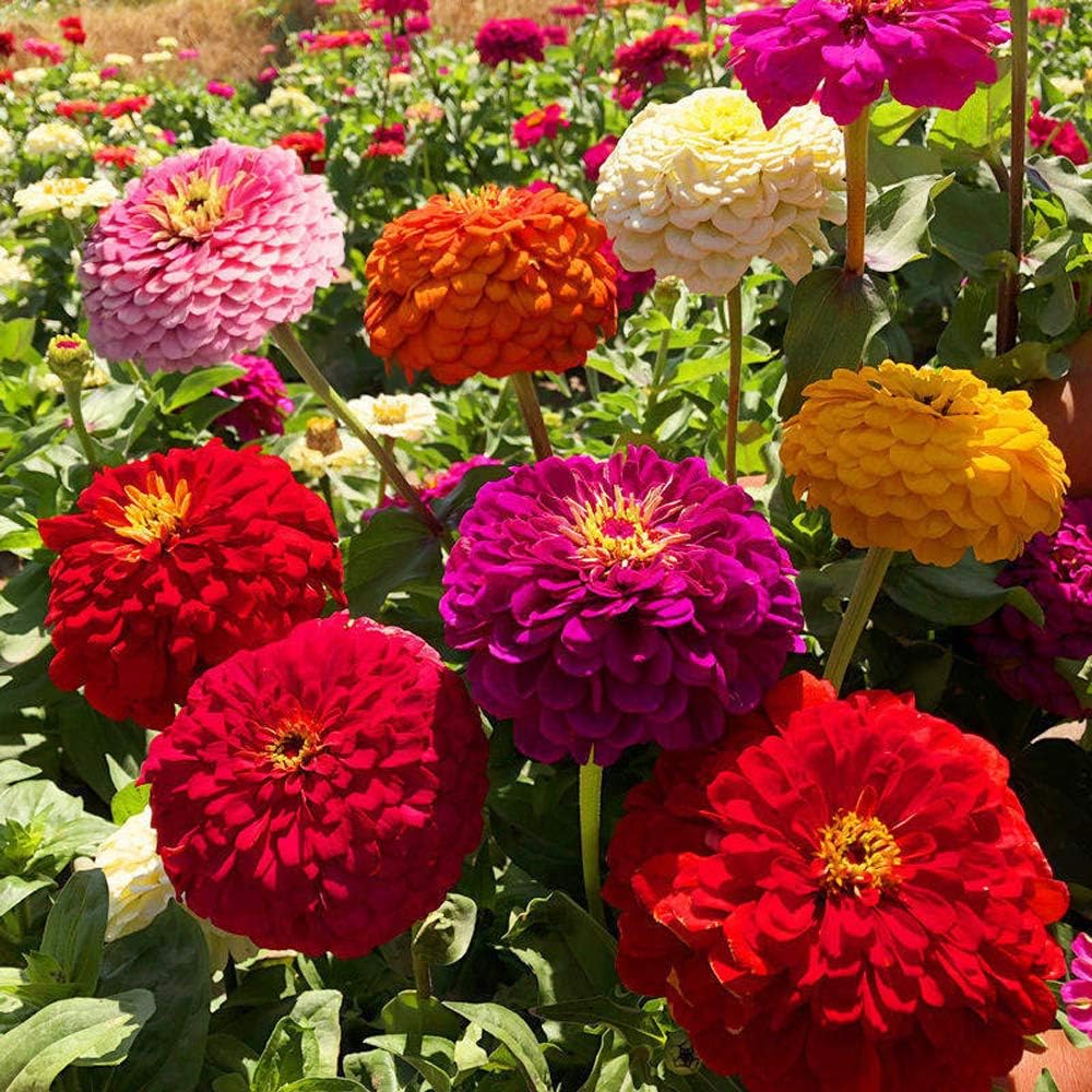 Amazon.com : 150+ Mixed Double Zinnia Seeds Flower Garden Big Bright ...