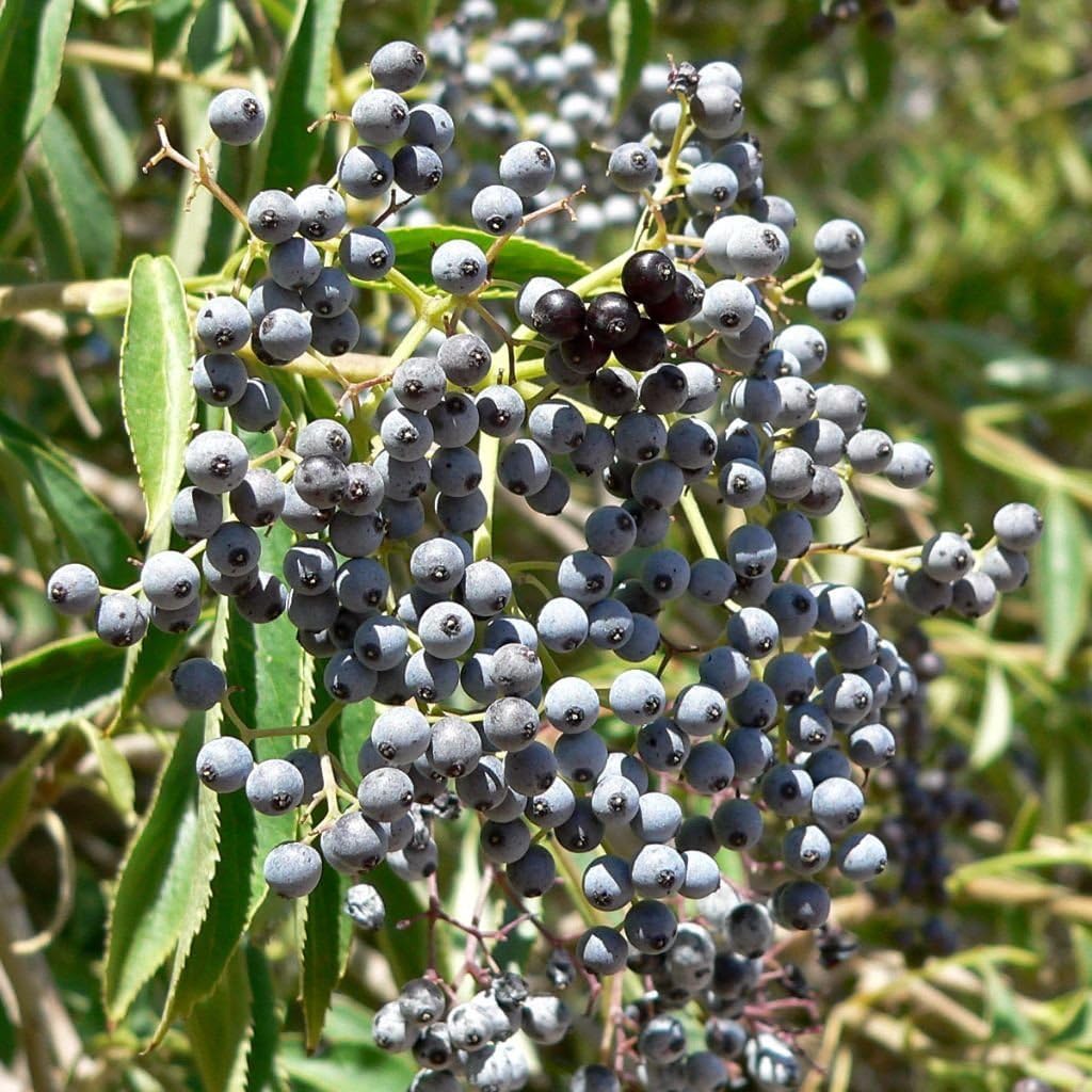 Amazon.com : Mexican Elderberry Seeds (Sambucus Mexicana) Packet of 10 ...