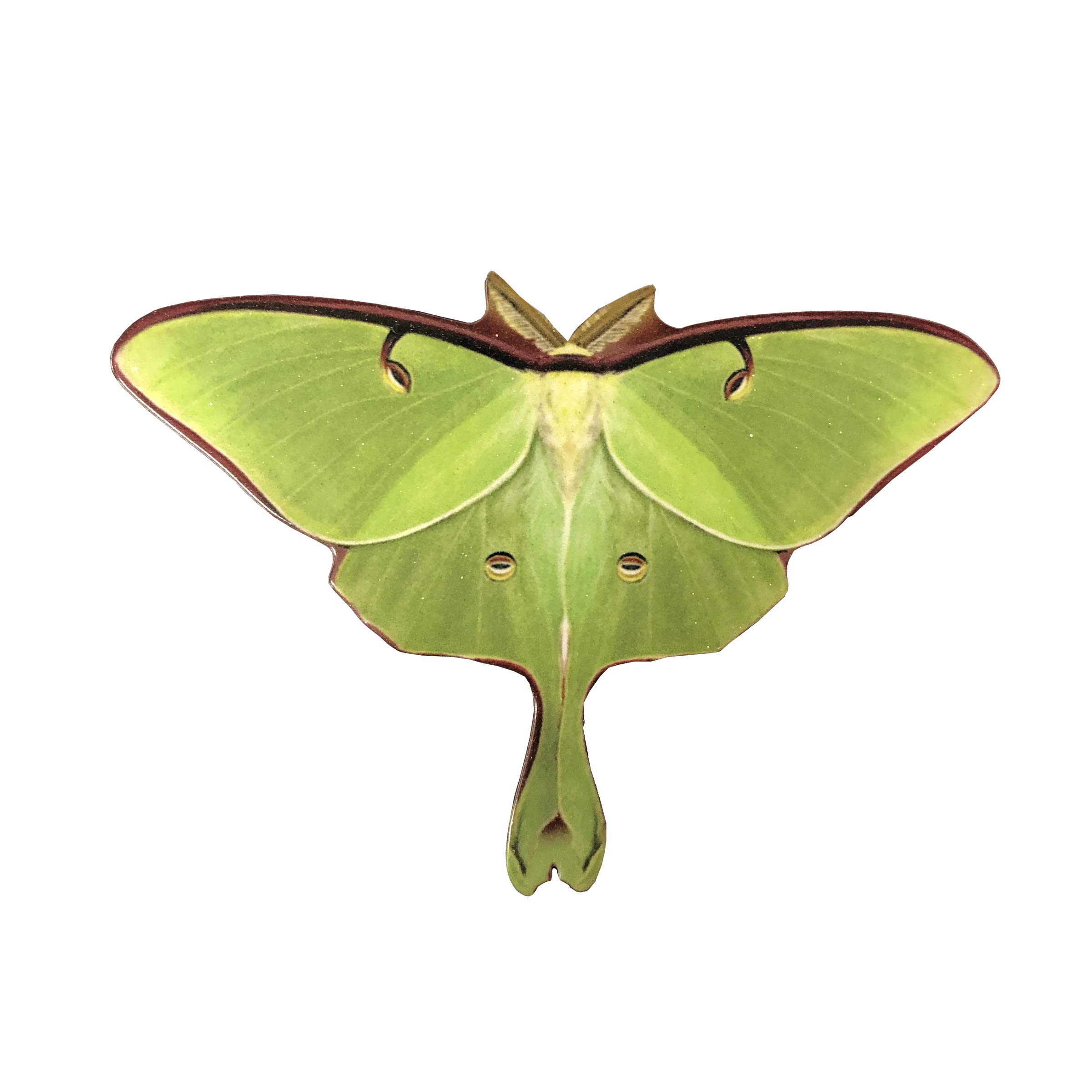 Amazon.com: d'ears Luna Moth Magnet, Stainless Steel #9631 : Home & Kitchen