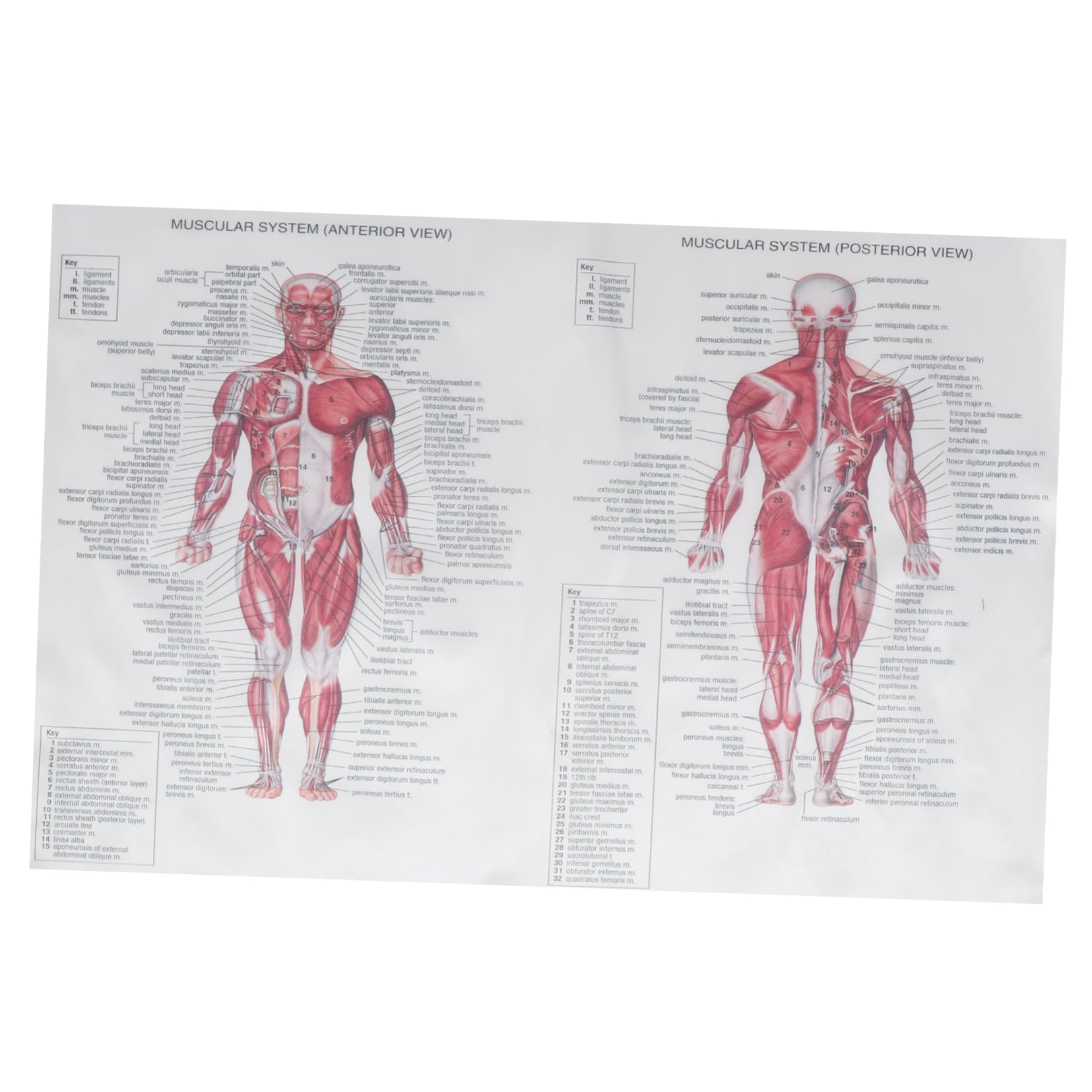 Cremaster Muscle Anatomy
