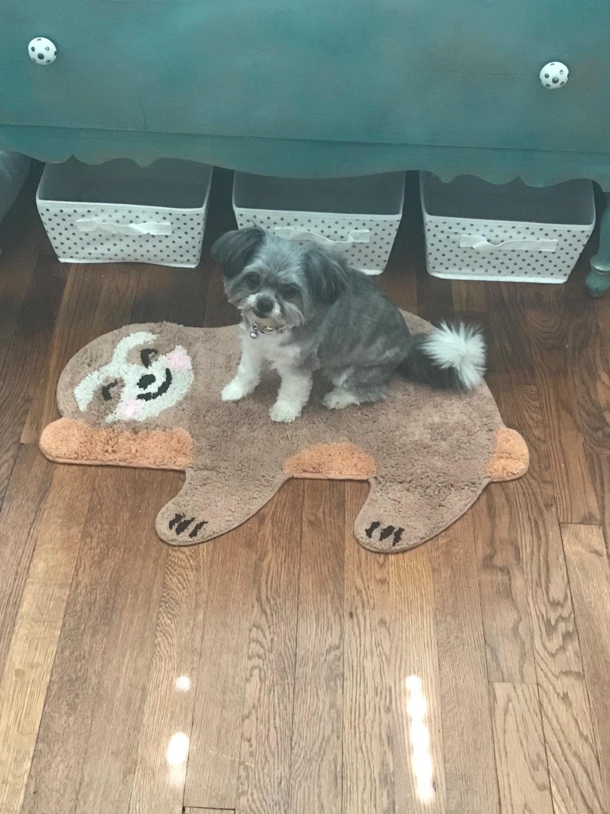 Amazon.com: Sass and Belle Happy Sloth Chill Zone Rug : Home & Kitchen