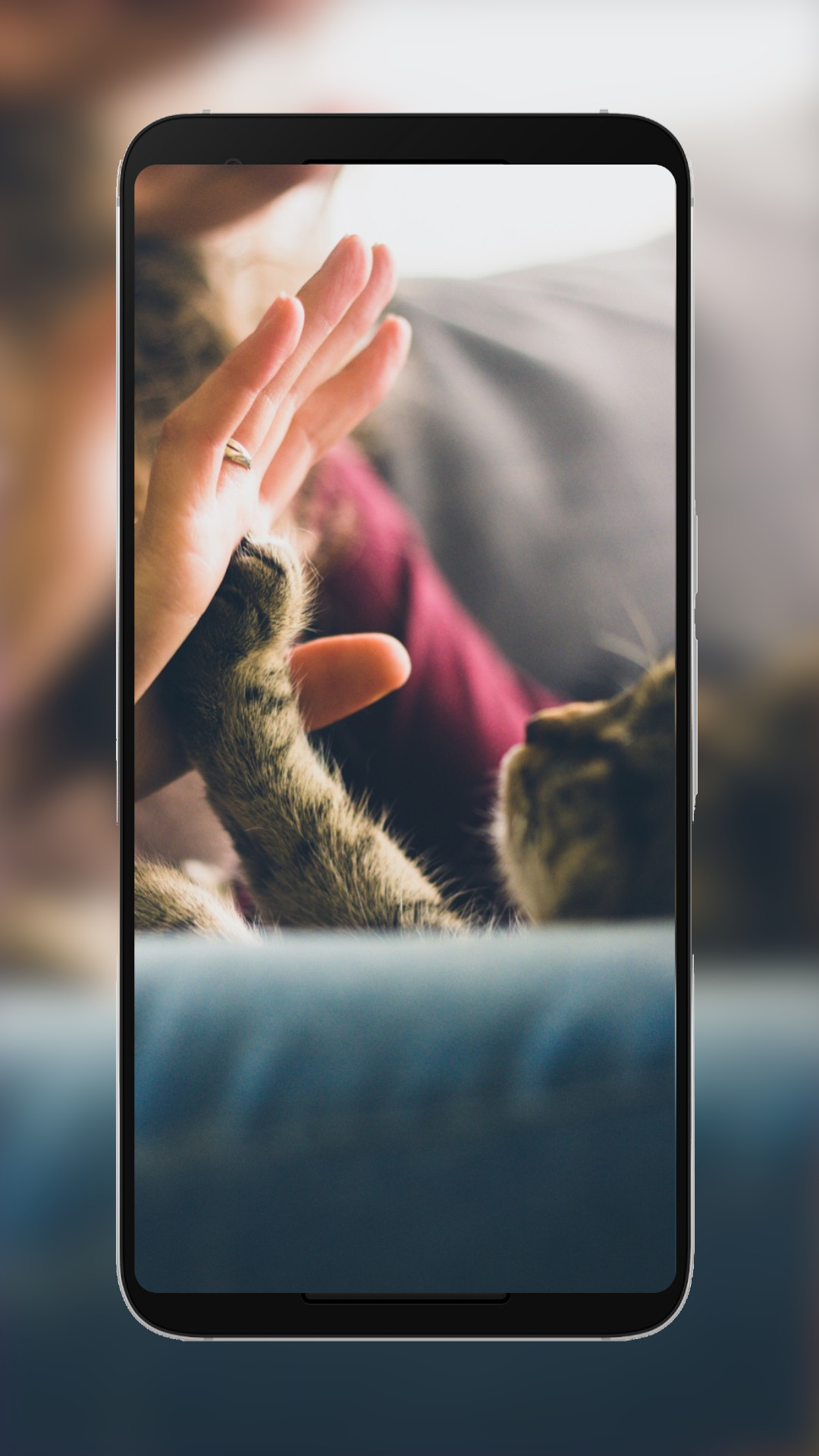 Kitten Wallpapers - App on Amazon Appstore