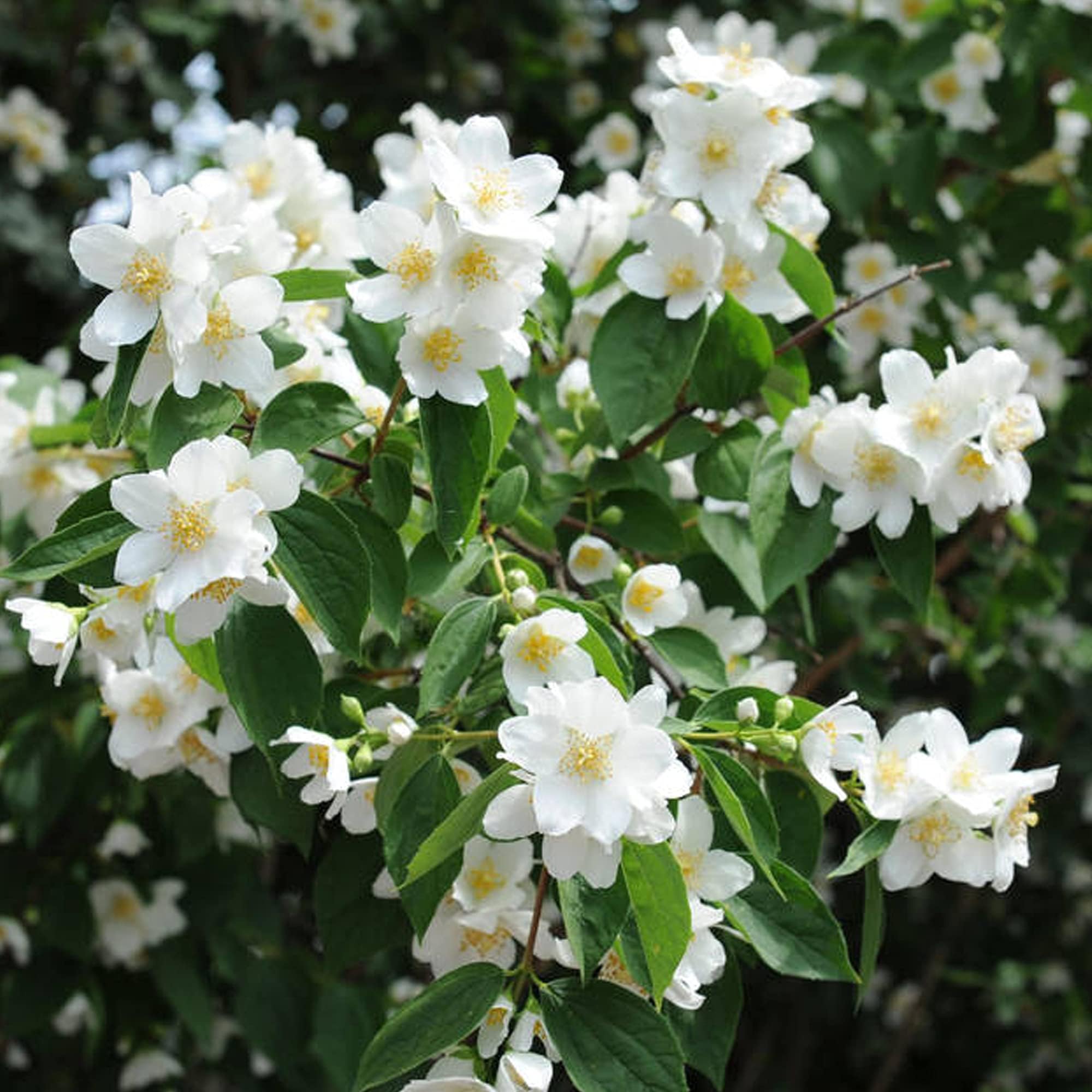 Philadelphus Mrs E L Robinson - Mock Orange | Deciduous Potted Garden ...