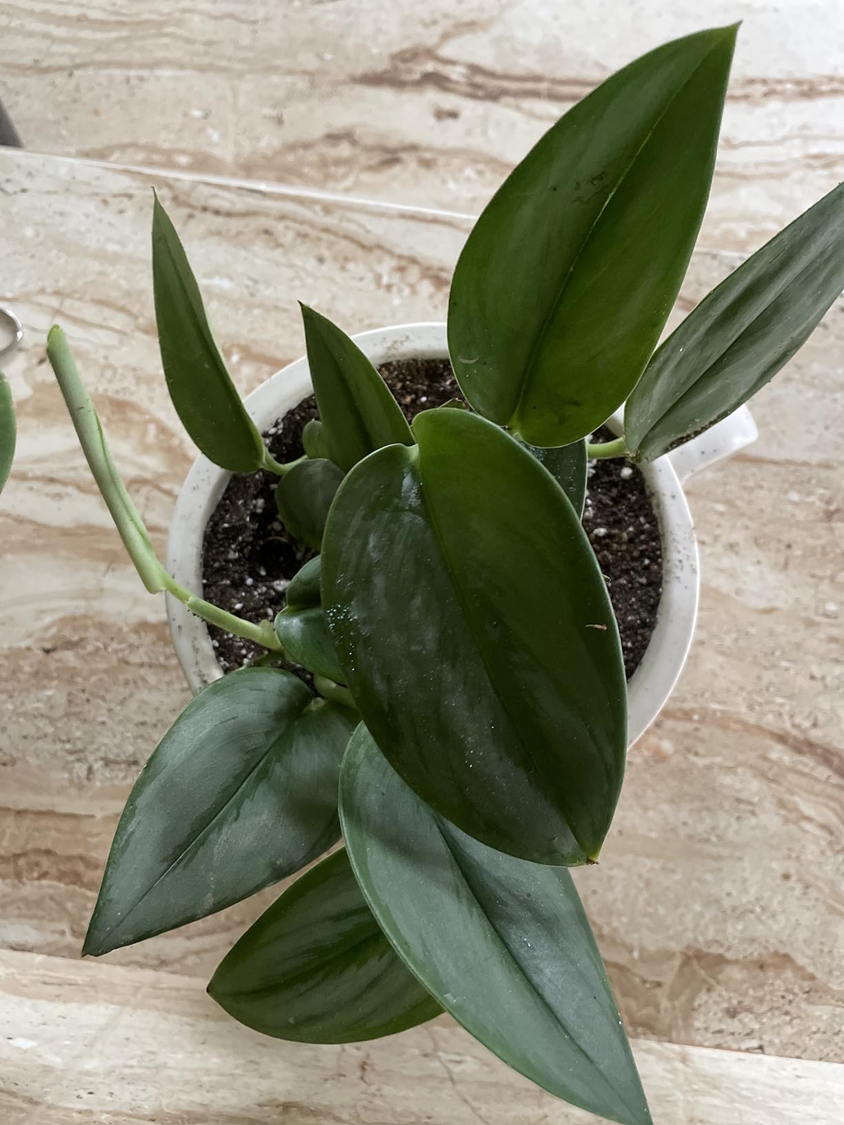 Aiden Gardens Rare Indoor Plant Scindapsus Treubii Moonlight pothos 1 ...
