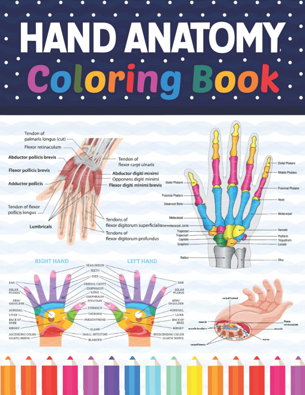 Hand Anatomy Coloring Book Hand Coloring Work Book For Medical ...