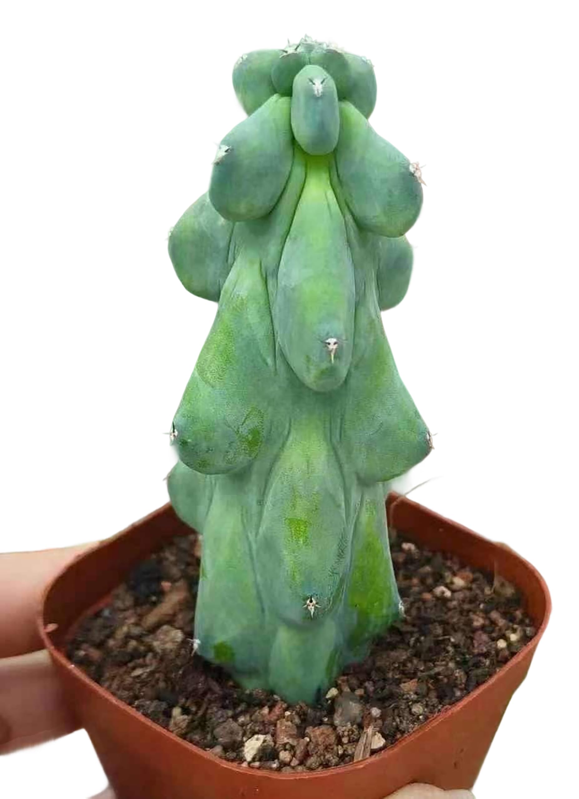 Amazon.com : Boobie Cactus Live Plant - Myrtillocactus Geometrizans ...