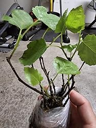 Amazon.com : FIG FRUIT TREE Little Ruby Common Edible Fig LIVE PLANT ...