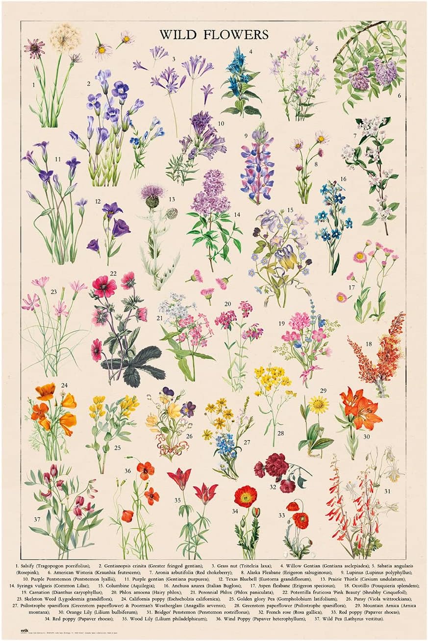 Grupo Erik Botanical Wild Flowers Poster - 36 x 24 inches / 91.5 x 61 ...
