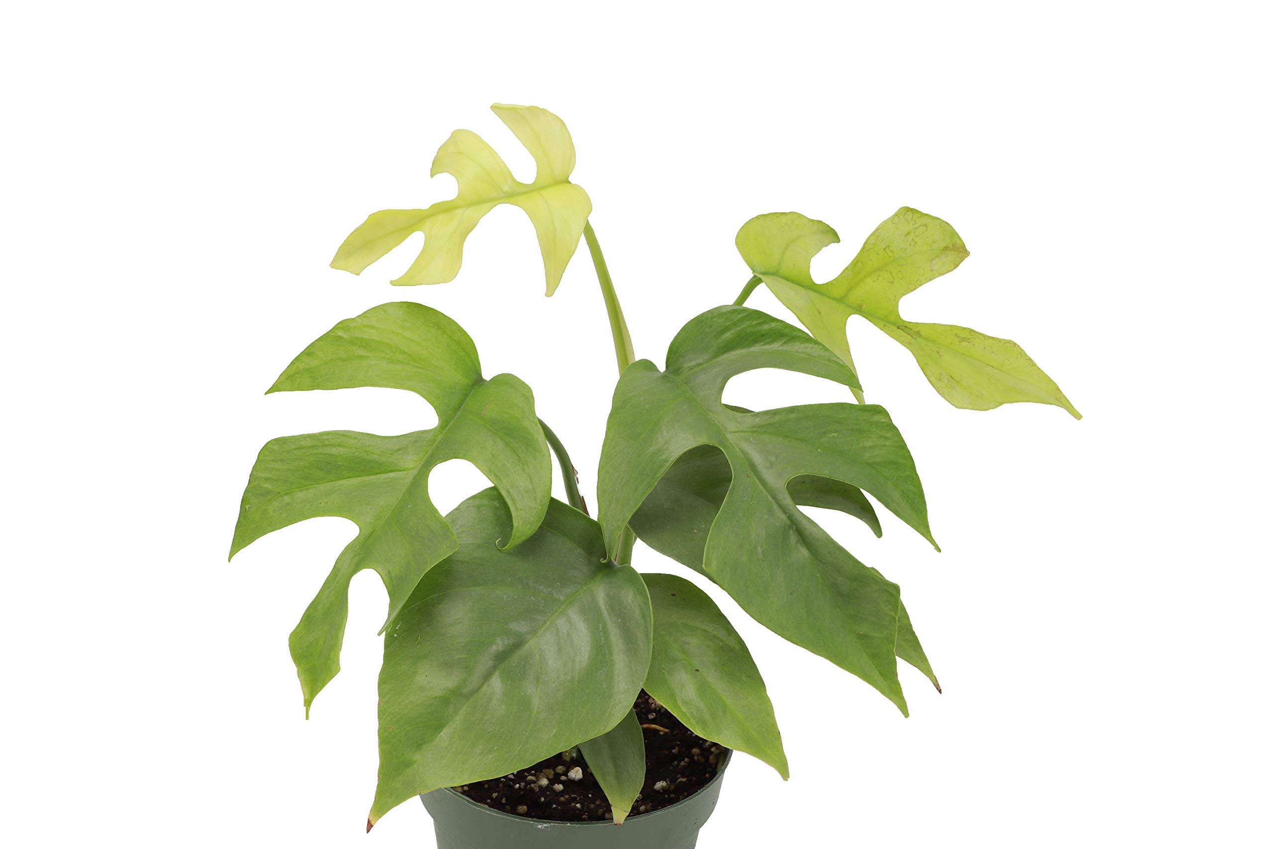 Buy Thorsen's Greenhouse Rhaphidophora tetrasperma, Live Indoor Plant ...