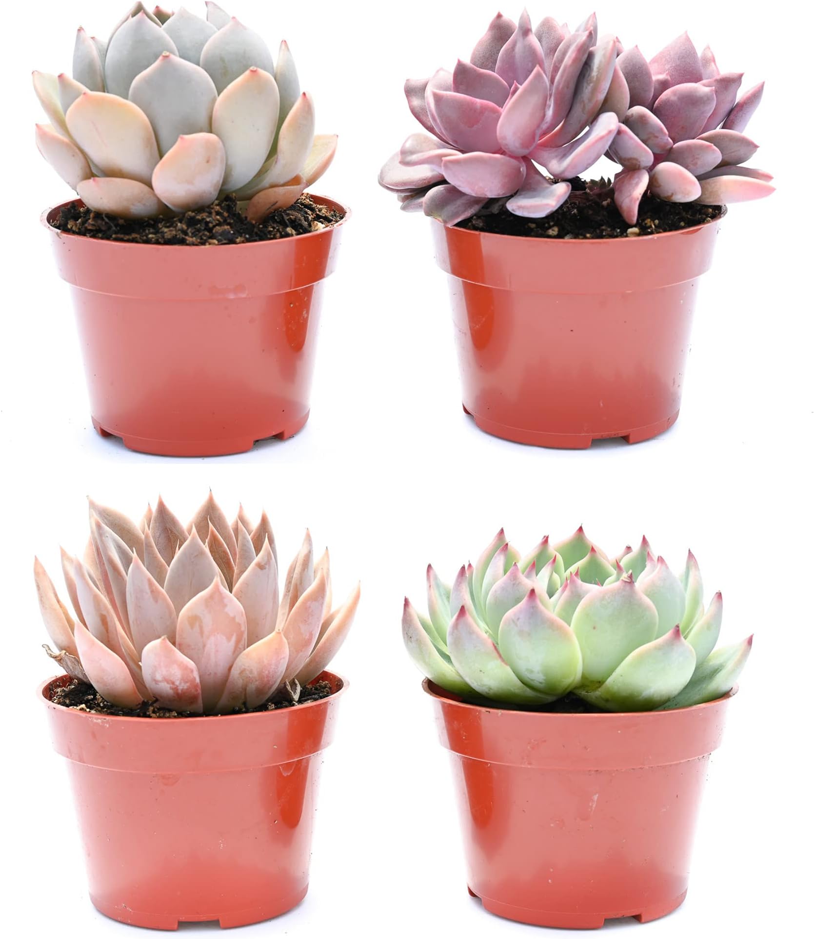 Amazon.com : Live Succulent Plants (5 Pack), 2" Live Succulents Fully ...