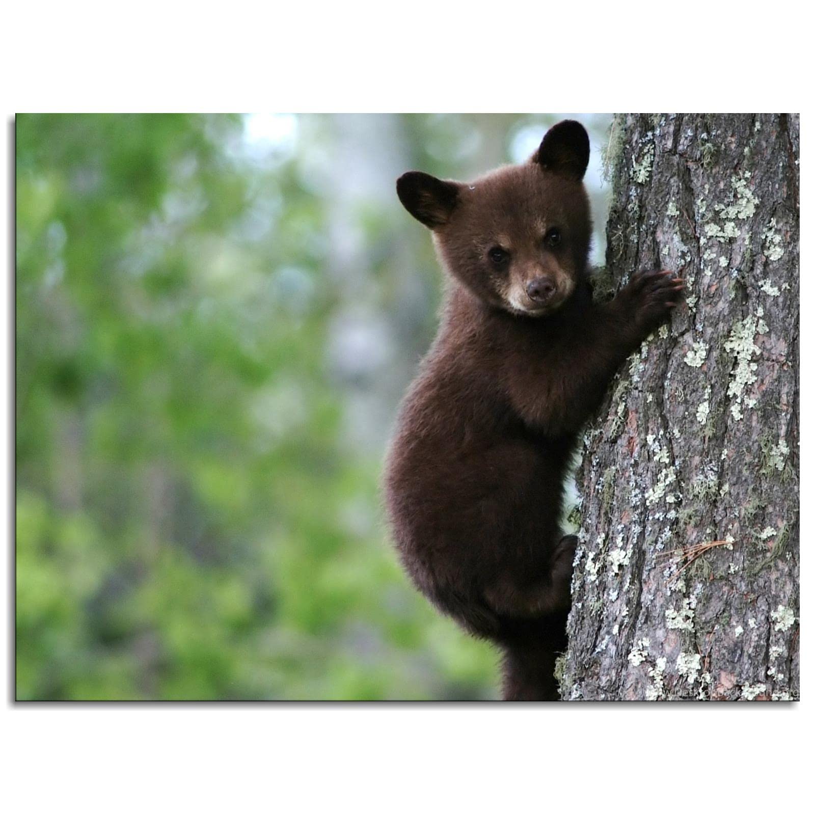 Cute Baby Brown Bear Cubs