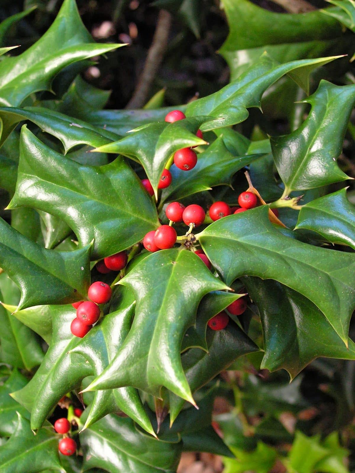 Chinese Holly
